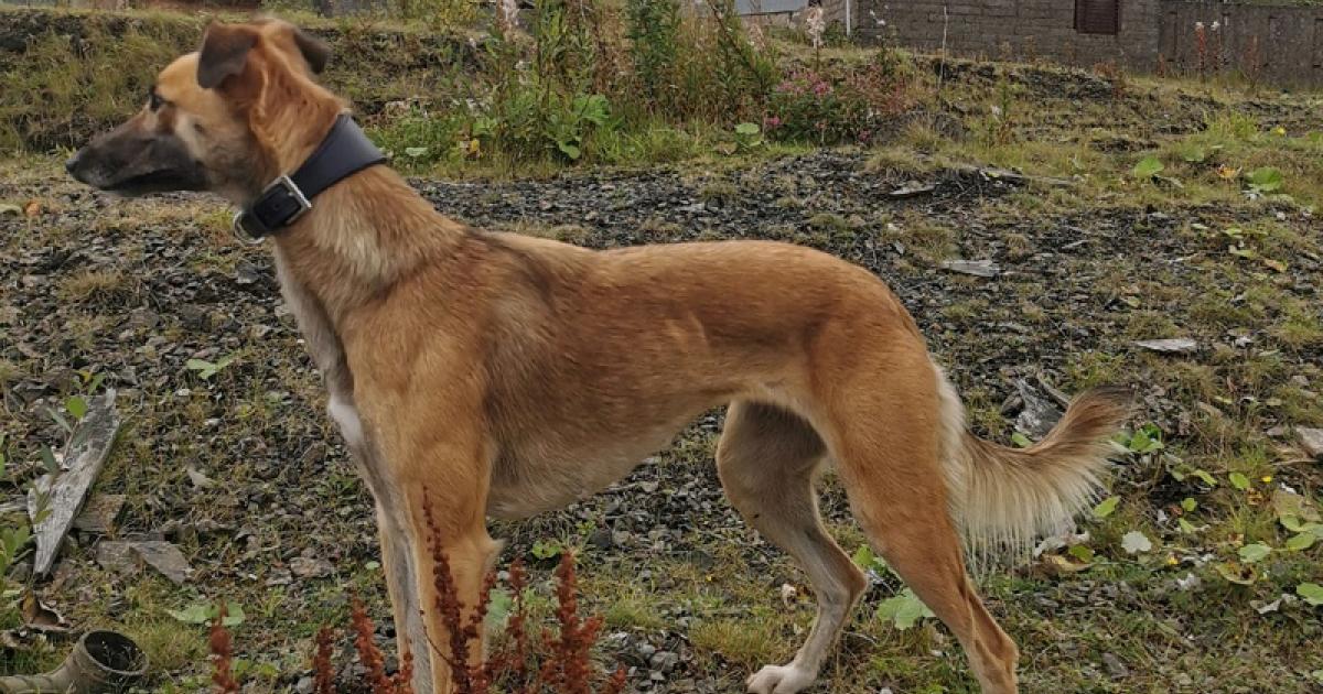 Antrim rescue dog takes the crown at Virtual Game Fair - Photo 1 of 1 ...