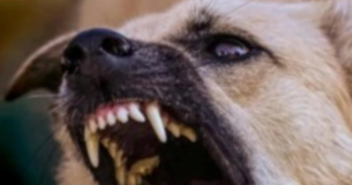 Are we really a Borough of animal lovers? - Photo 1 of 1 - Antrim Guardian