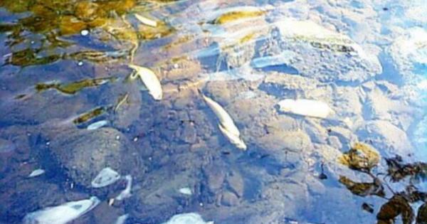 Slurry concern over Crumlin fish kill - Photo 1 of 1 - Antrim Guardian